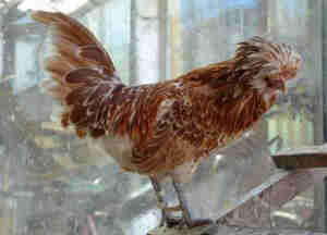 Galinha Polonesa - Criatório Bichos e Aves Ornamentais
