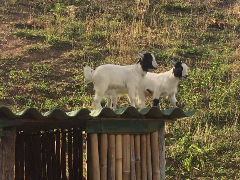 Mini Cabra - Criatório Bichos e Aves Ornamentais