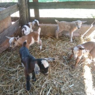 Mini Cabra - Criatório Bichos e Aves Ornamentais