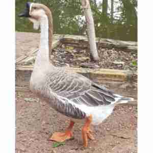 Ganso - Criação e Venda de Gansos e Aves Ornamentais