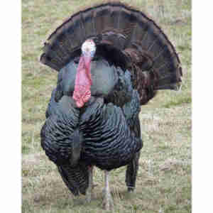 Pavão a venda - Criação de Pavão - Criatório Bichos e Aves Ornamentais